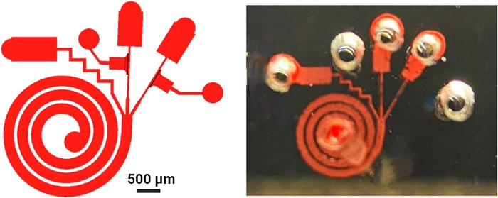Dean vortex-enhanced blood plasma separation in self-driven spiral ...